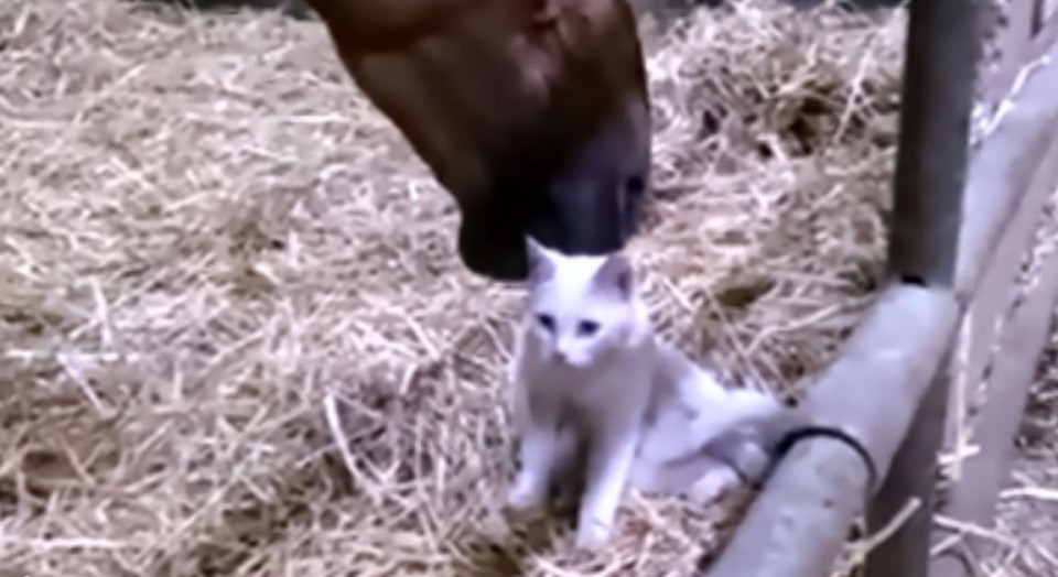 Katten snek seg inn i stallen til hesten. Jeg ble målløs da jeg så ...