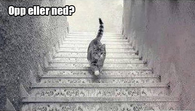Verden klarer ikke å bestemme seg: Går katten egentlig opp eller ned ...