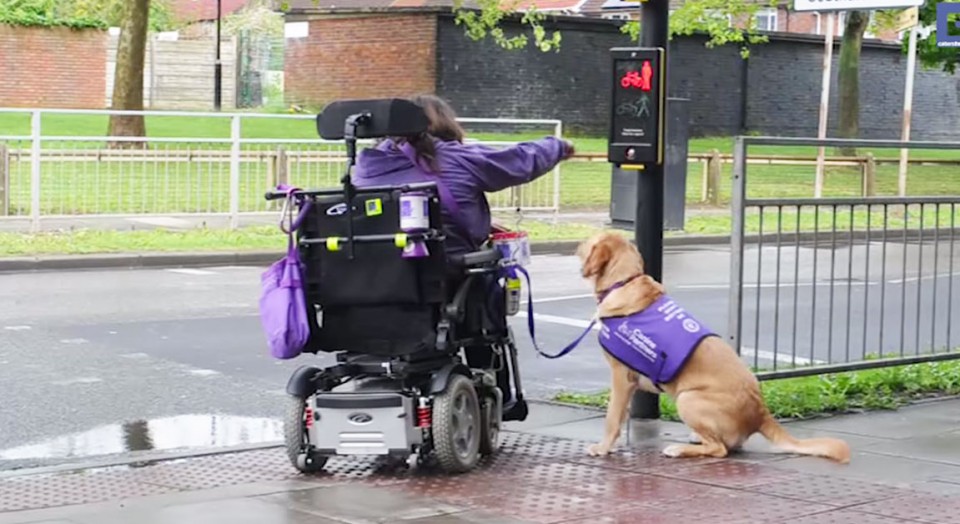 For handikappede Clare (26) betyr hunden Griffin alt: Dette gjør han ...