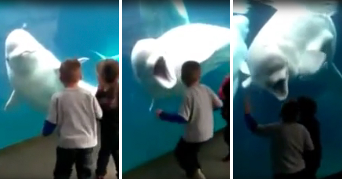 Se hvithvalen "skremme" barna for sin egen underholdning | Smud.no