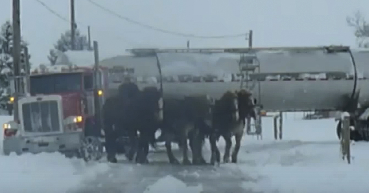 Dyr: 4 sterke hester